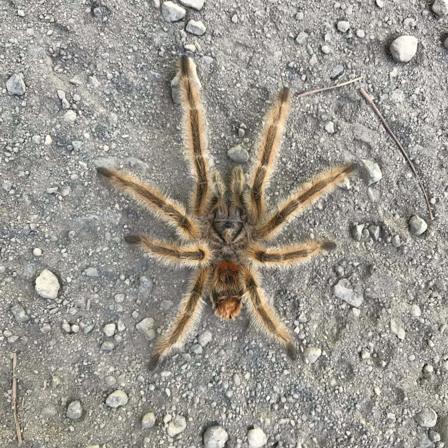 What Keeps Chile’s Famous Rose Hair Tarantula and Other Spiders Trapped ...