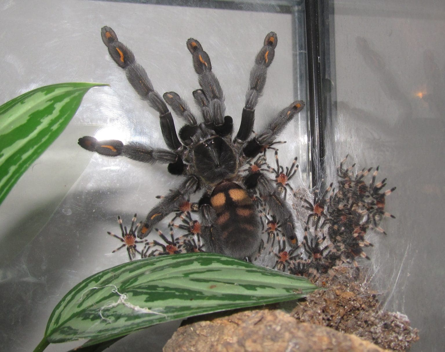 Inside Brazil's Incredible Tarantula Diversity - A-Z Animals
