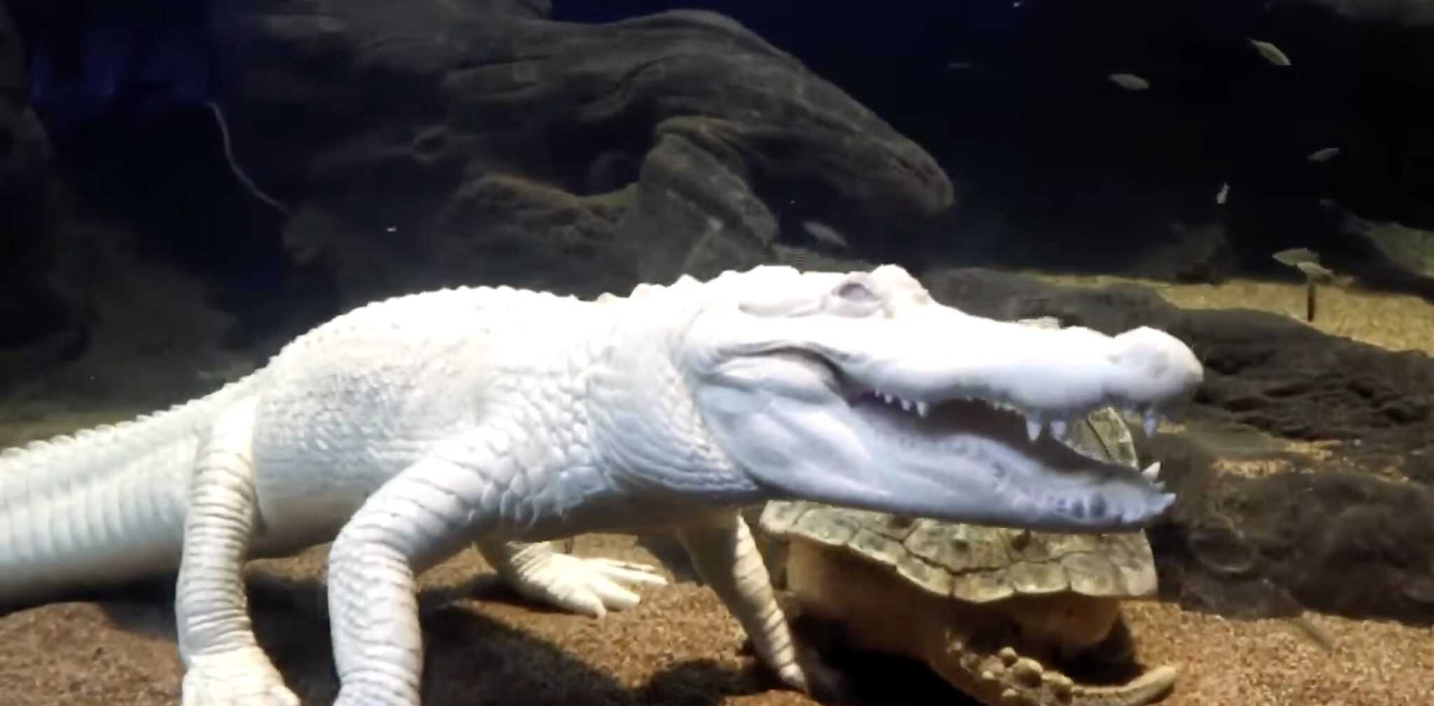 Remembering Claude, a Rare Albino Alligator and San Francisco Legend ...