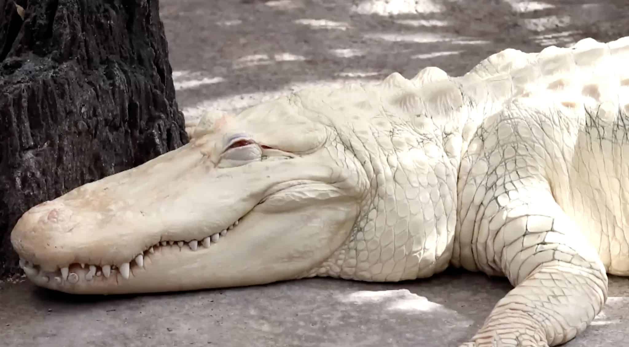 Remembering Claude, a Rare Albino Alligator and San Francisco Legend ...