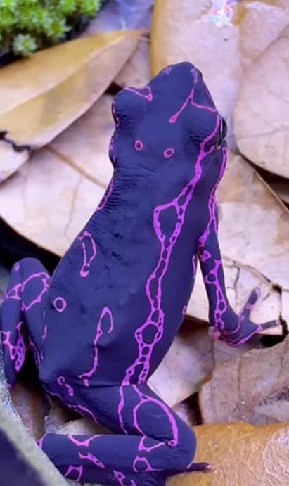The Bizarre Purple Toad You Have to See to Believe - A-Z Animals