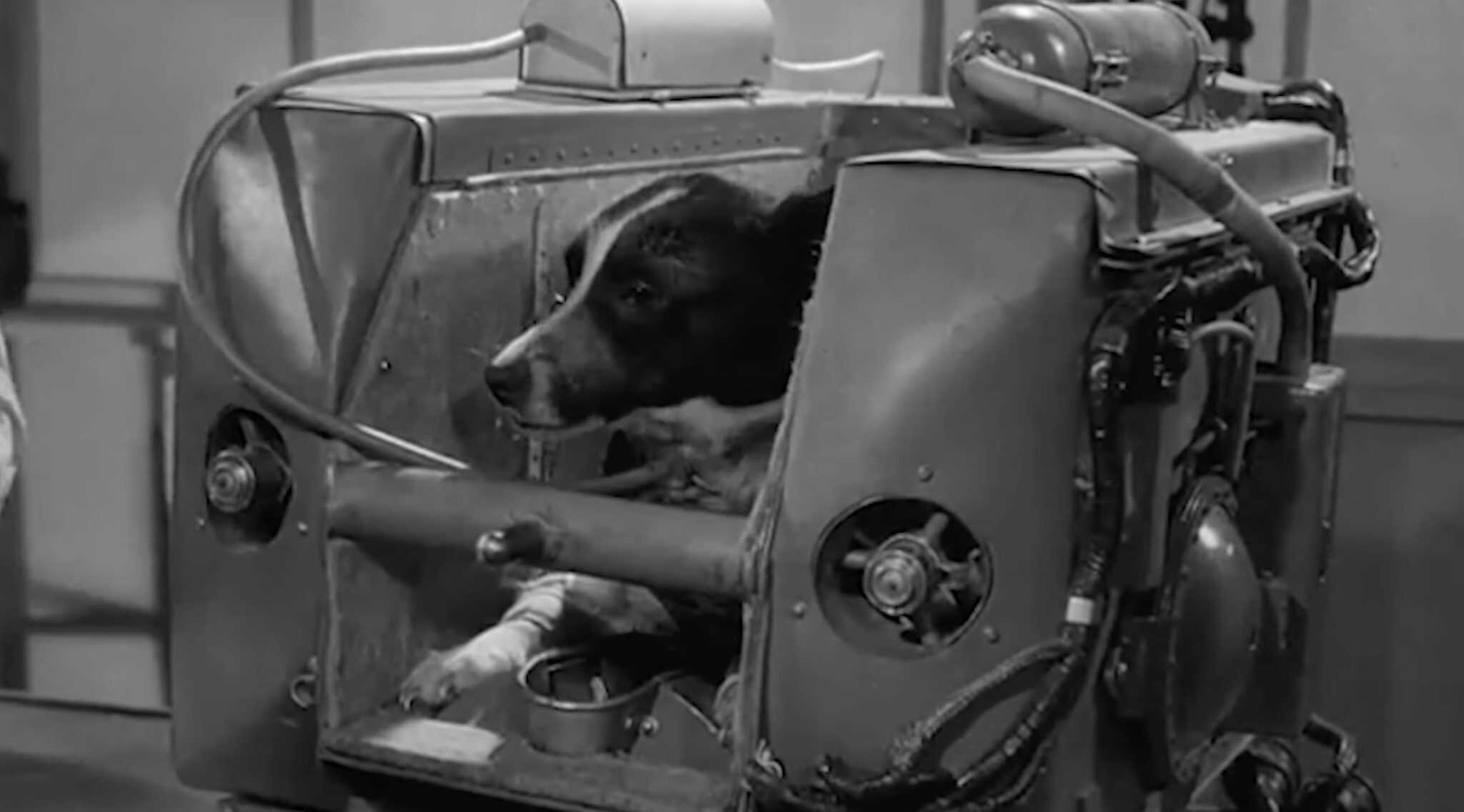Laika the Space Dog: A Scientific Breakthrough Built on an Ethical Line ...