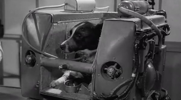 Laika the Space Dog: A Scientific Breakthrough Built on an Ethical Line ...
