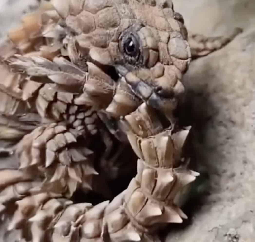 Why Does This Lizard Bite Its Own Tail? - A-Z Animals
