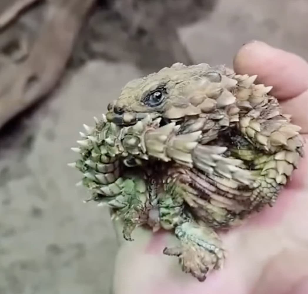 Why Does This Lizard Bite Its Own Tail? - A-Z Animals