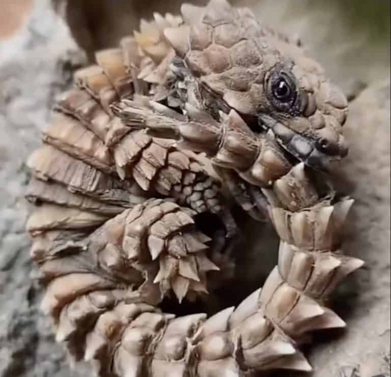Why Does This Lizard Bite Its Own Tail? - A-Z Animals