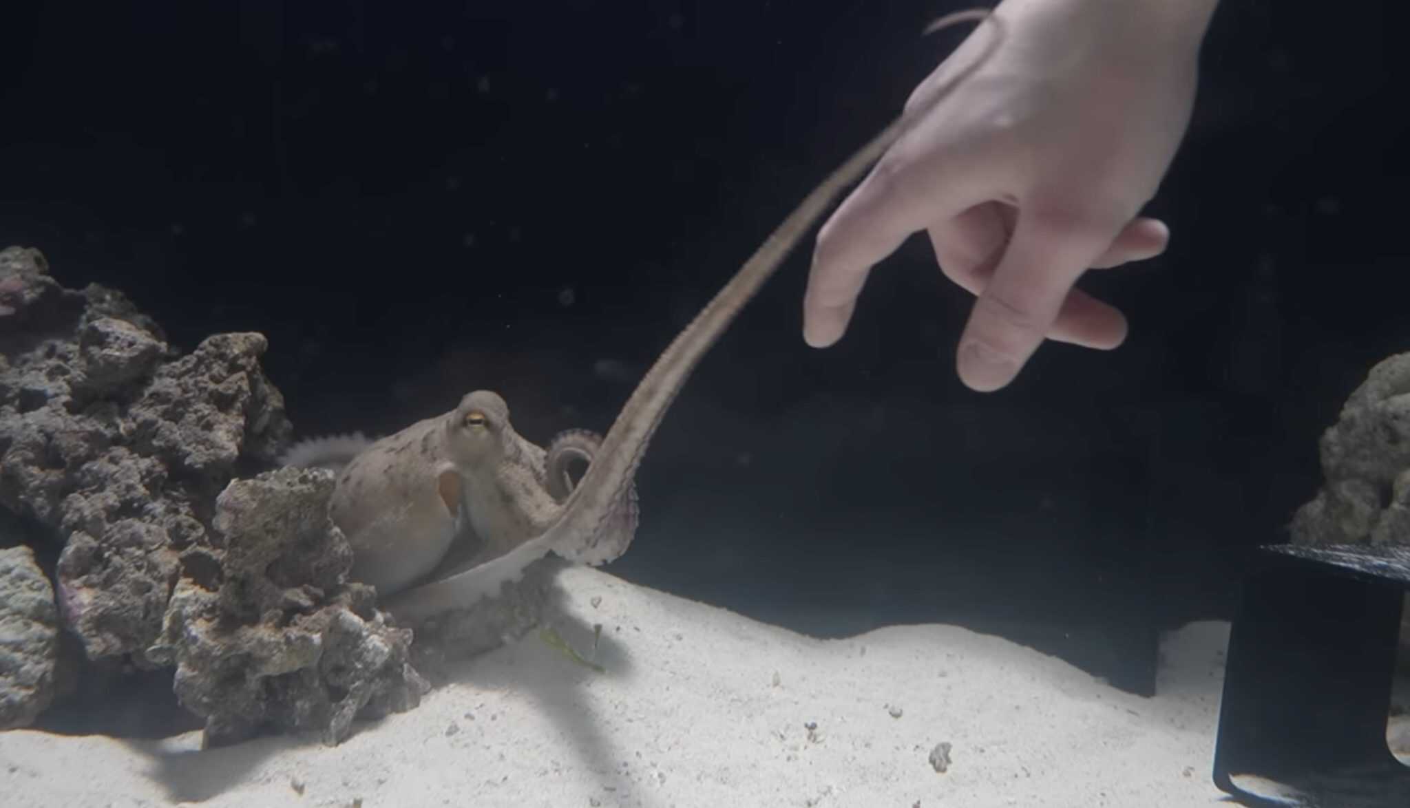 See This Octopus Play a Custom-Built Underwater Piano - A-Z Animals