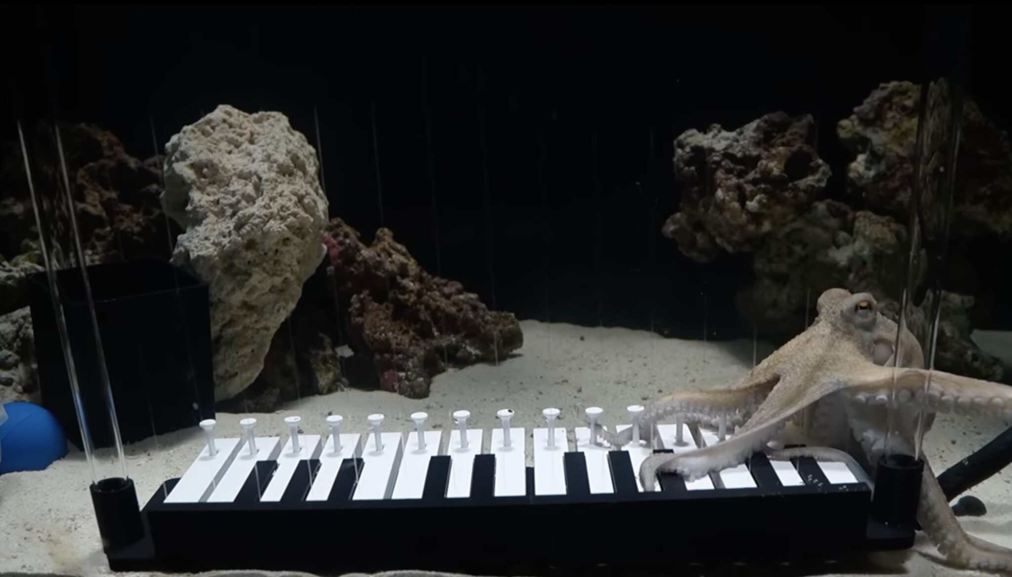 See This Octopus Play a Custom-Built Underwater Piano - A-Z Animals