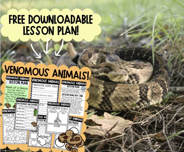 Hop into Learning: A Free Unit Plan for Kids All About Rabbits - A-Z ...