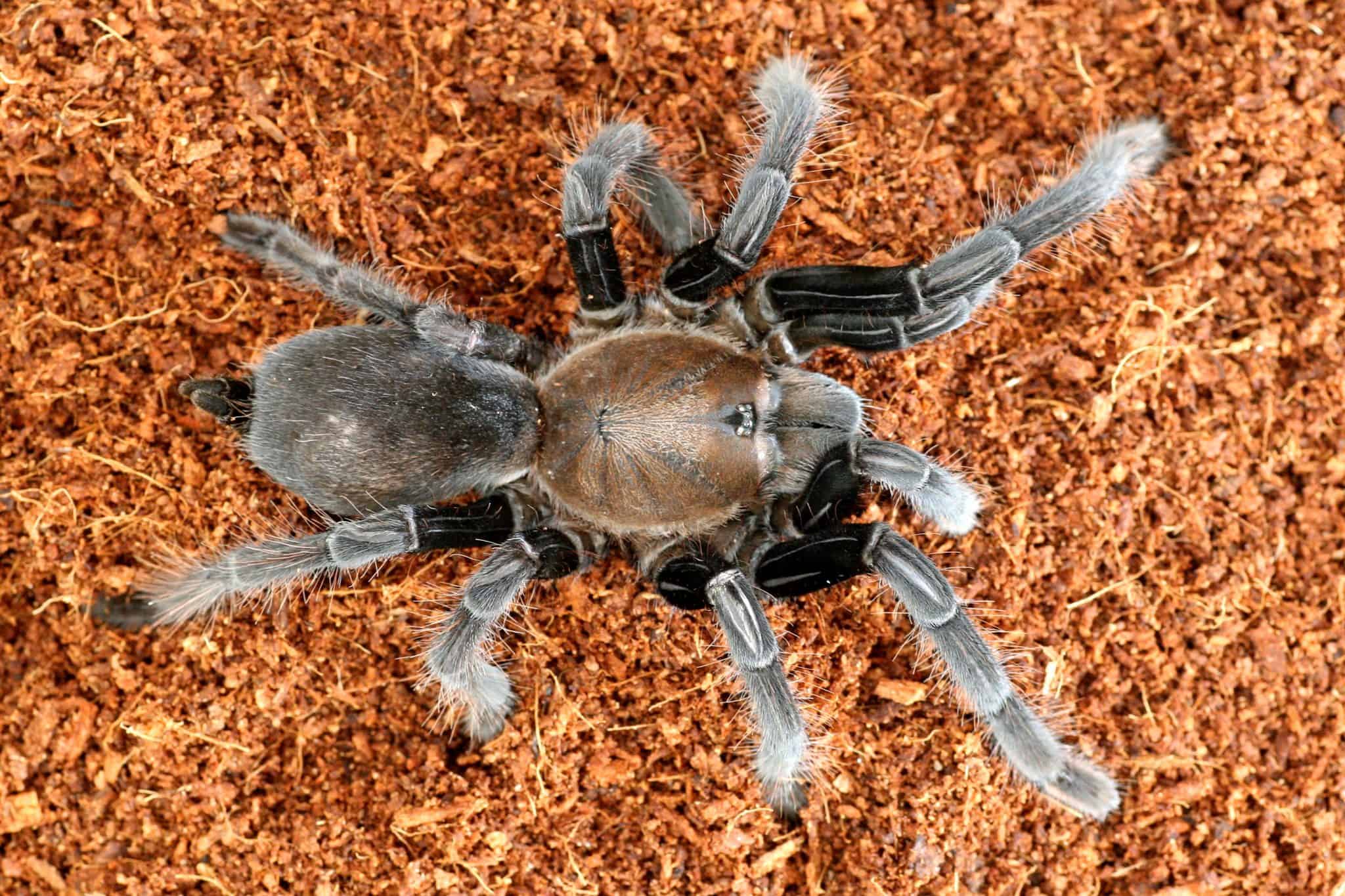 Hissing Tarantulas Clash for Survival in Australia’s Harshest Corners ...