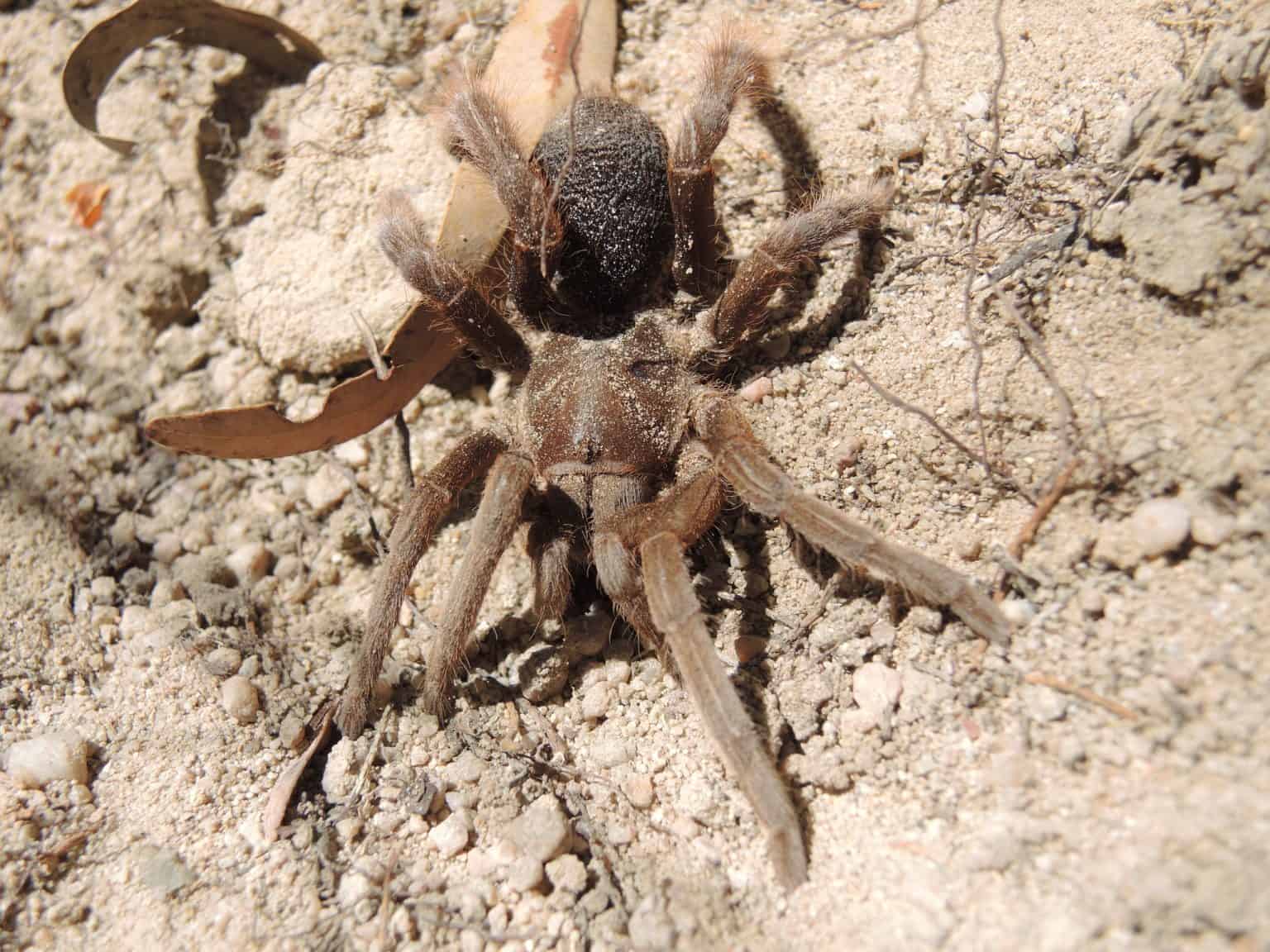 Hissing Tarantulas Clash for Survival in Australia’s Harshest Corners ...