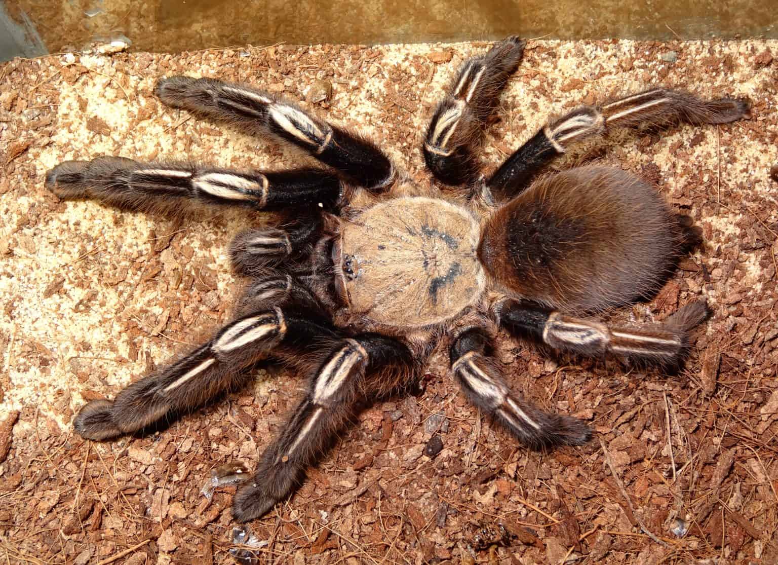 Goliath Birdeater vs. Trapdoor Dwarfs: Why the Guianas Spawn Spiders at ...