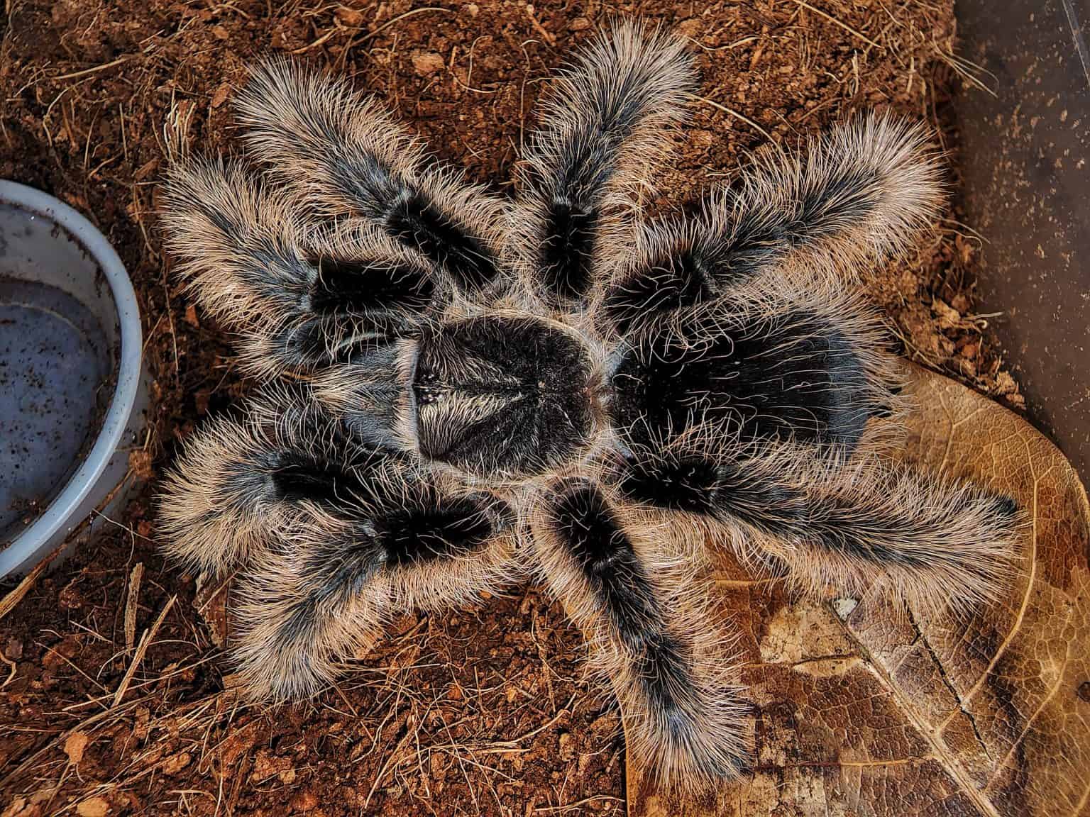 Nicaragua’s Boom in Exotic Animal Exports Sparks Global Worry - A-Z Animals
