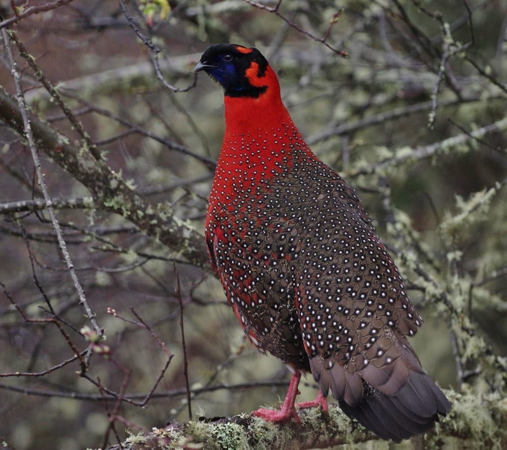 The Satyr Tragopan’s Courtship Display Is One of Nature’s Most ...