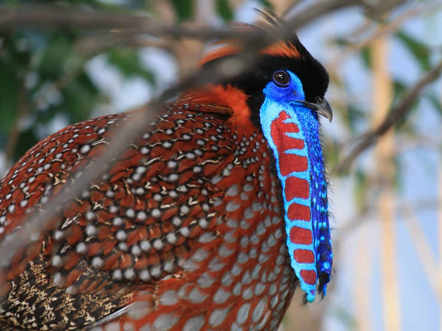 The Satyr Tragopan’s Courtship Display Is One of Nature’s Most ...