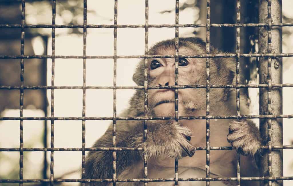 How International Animal Rights Day Has Transformed Animal Welfare - A ...