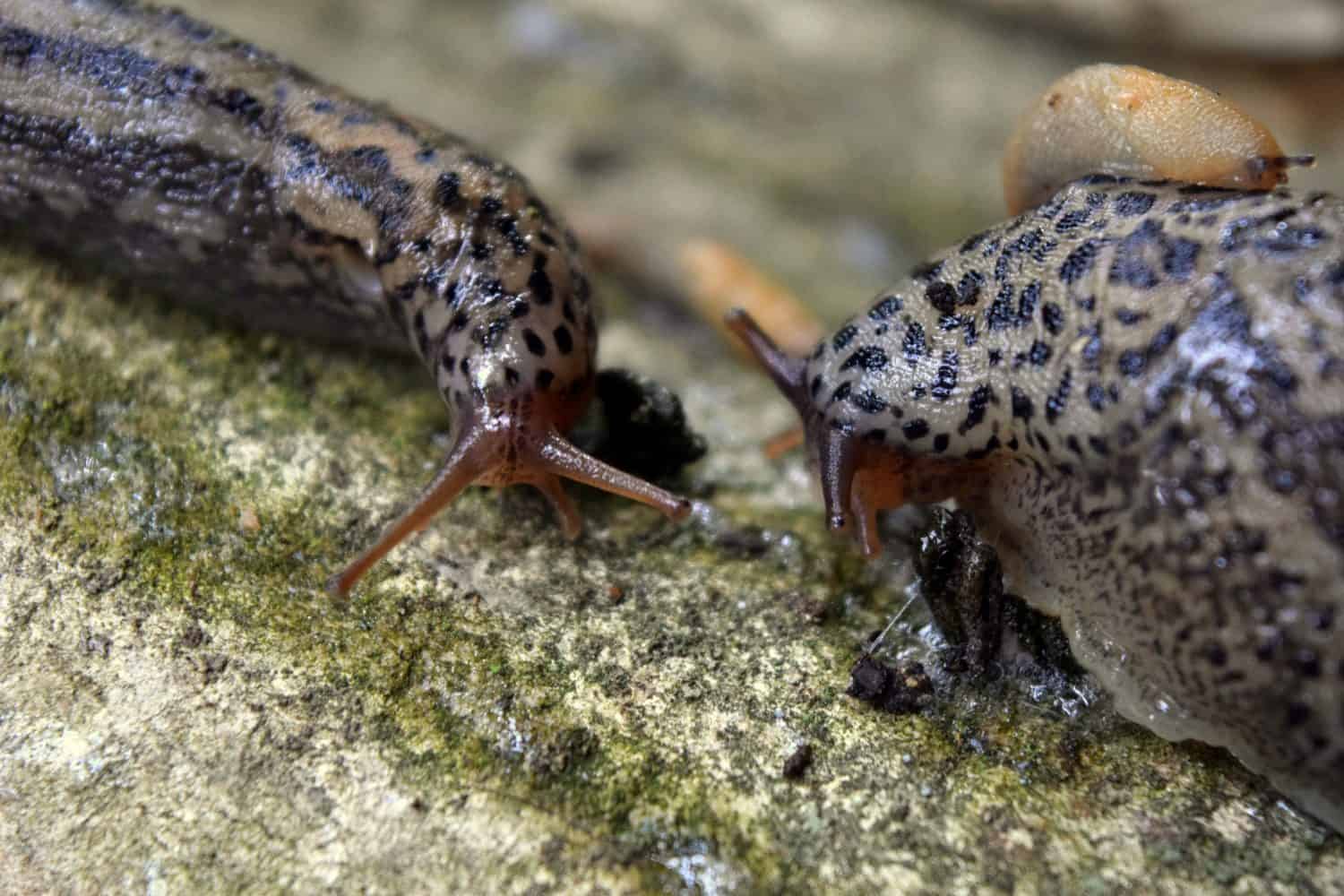 Nature’s Oddest Love Story: Slugs Fight for Genetic Dominance - A-Z Animals