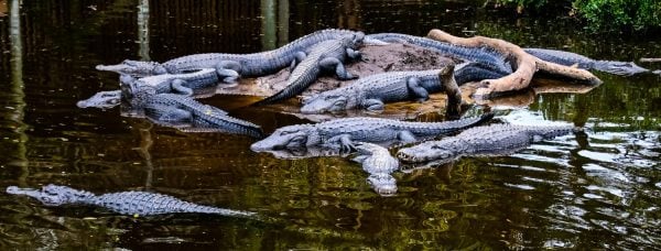 Remembering Claude, a Rare Albino Alligator and San Francisco Legend ...
