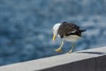 Why Some Birds Get Drunk on Berries—and What You Can Do to Help - A-Z ...