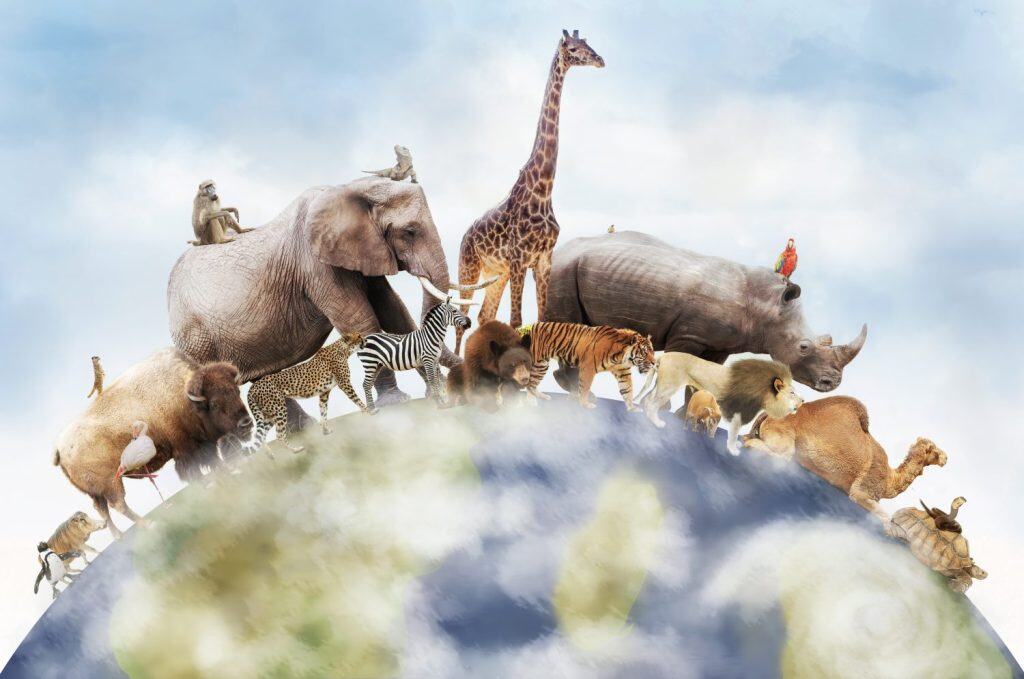 How International Animal Rights Day Has Transformed Animal Welfare - A ...