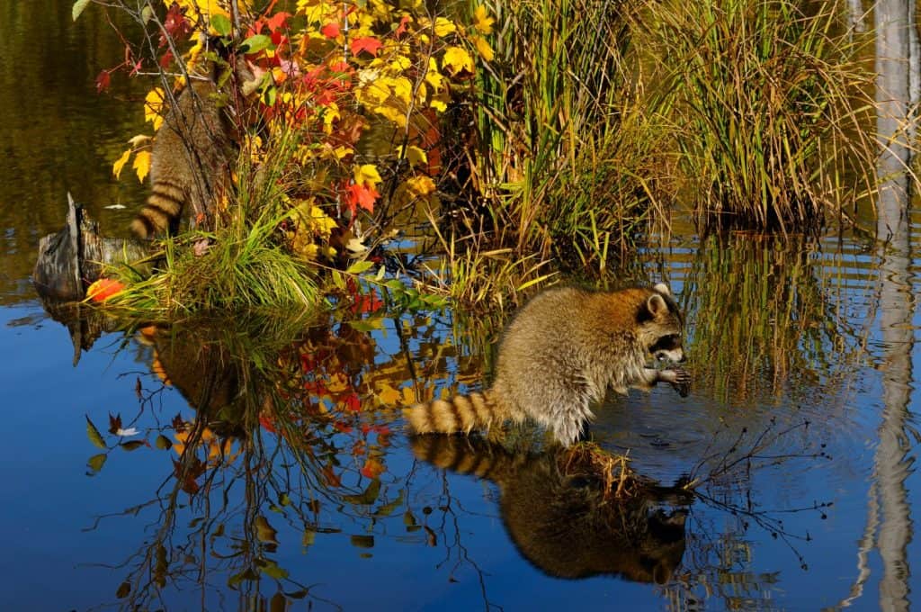 Why Raccoons 'Wash' Their Food—And What They’re Actually Doing - A-Z ...