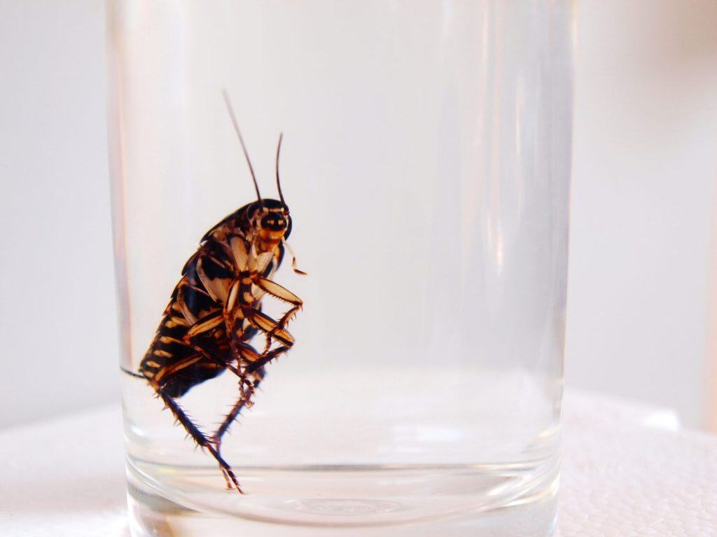 The Protein Power of Cockroach Milk - A-Z Animals