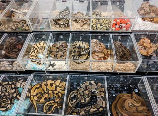 Nicaragua’s Boom in Exotic Animal Exports Sparks Global Worry - A-Z Animals