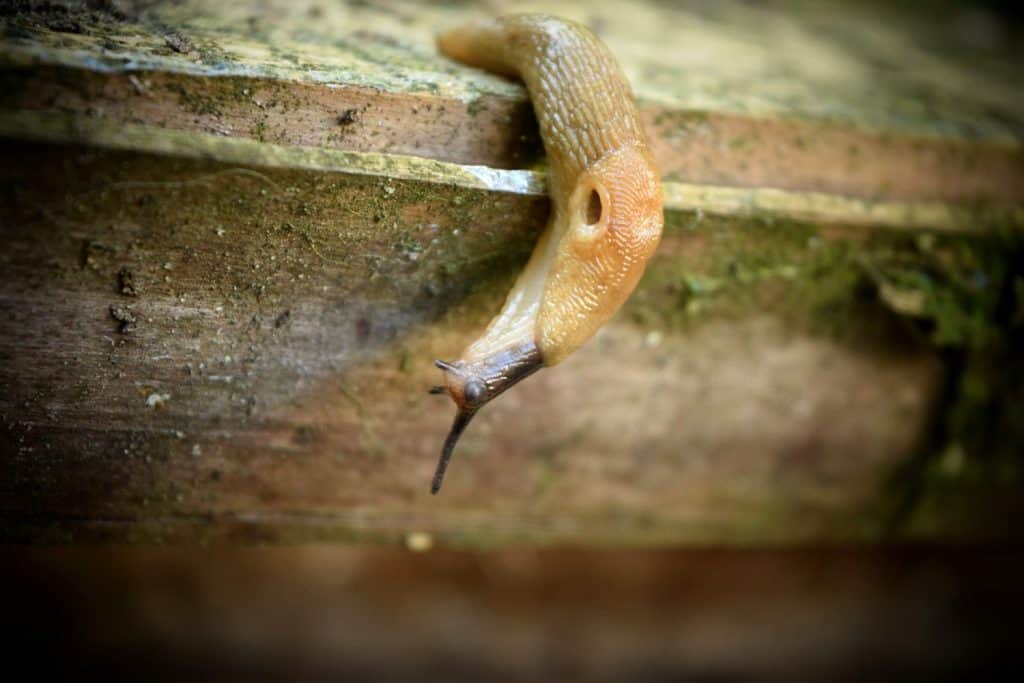 How Slugs Breathe Without Lungs (and Why There’s a Hole in Their Side ...