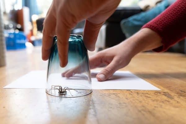 Eight Legs, Two Seasons: Spider Season vs. Funnel-Web Season - A-Z Animals