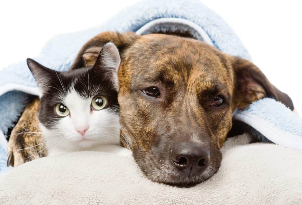 The Pet Parasites Every Owner Should Watch For — and How They Spread ...
