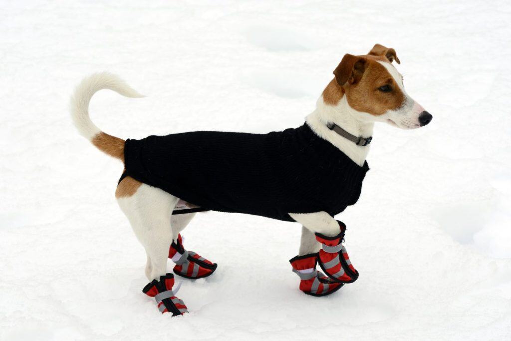How to Protect Dogs Paws During Cold Winter Walks - A-Z Animals