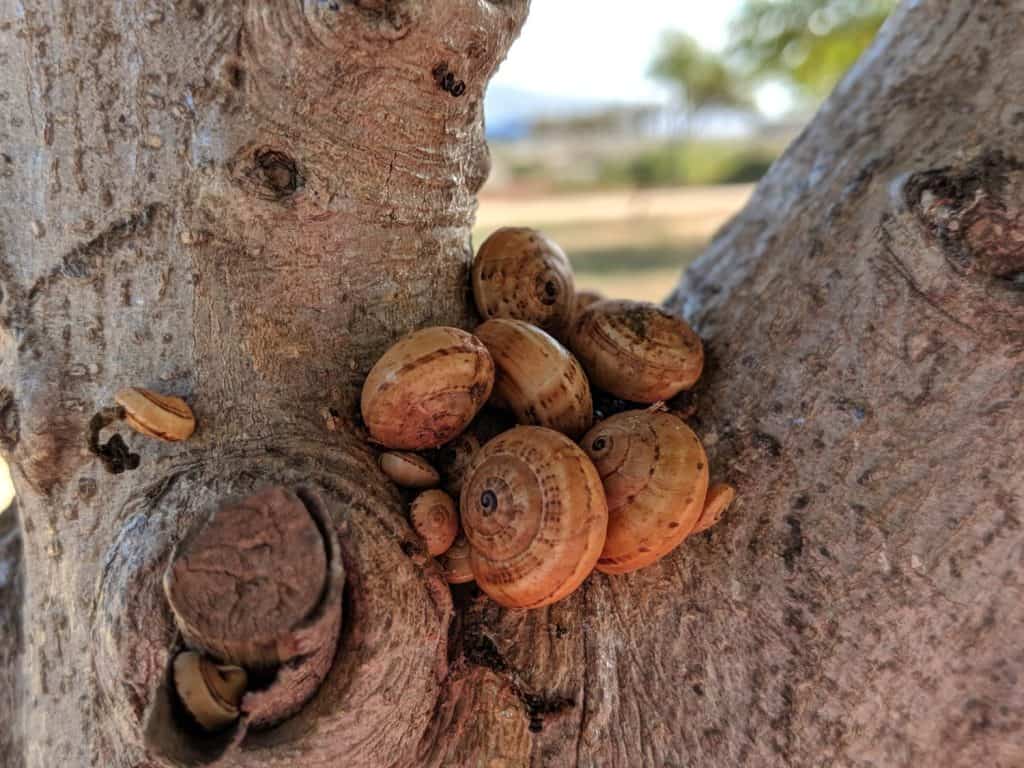 How Long Can a Snail Remain Inside Its Shell? - A-Z Animals