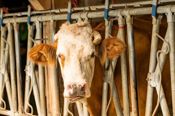 The Pasture BFFs: Why Cows Get Stressed When Separated from Their ...