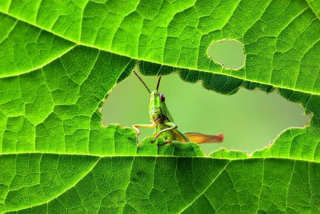How Insects Decide Which Plants Survive in Forests and Grasslands - A-Z ...
