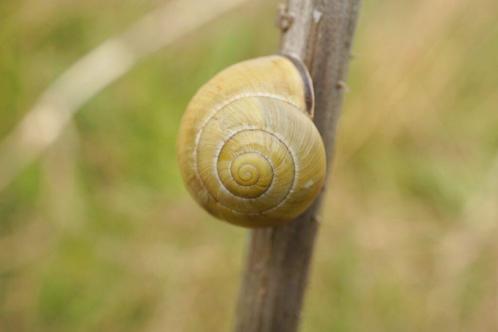 How Long Can a Snail Remain Inside Its Shell? - A-Z Animals