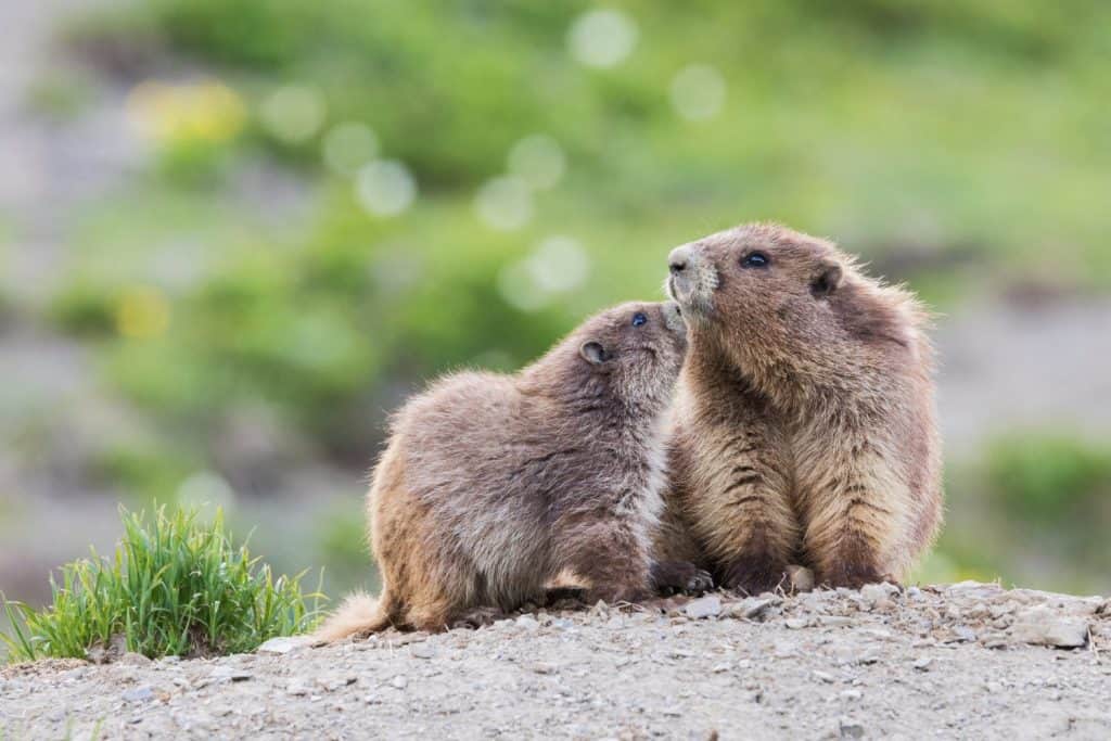 The Olympic Marmot: Why Washington Picked This Unique State Animal - A ...