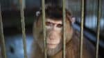 The CDC Is Ending Testing on Monkeys. Here's What We Know. - A-Z Animals