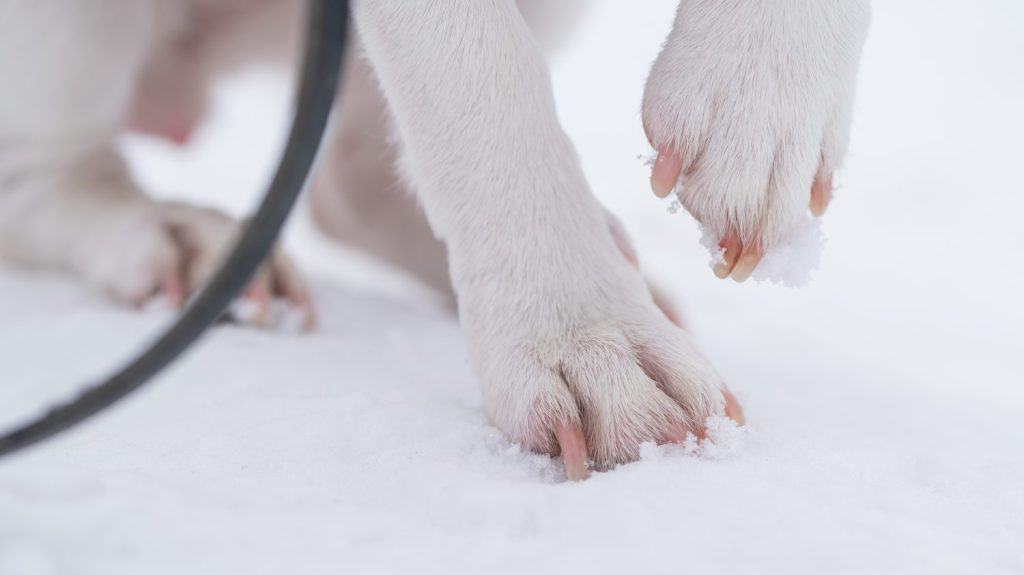 How to Protect Dogs Paws During Cold Winter Walks - A-Z Animals