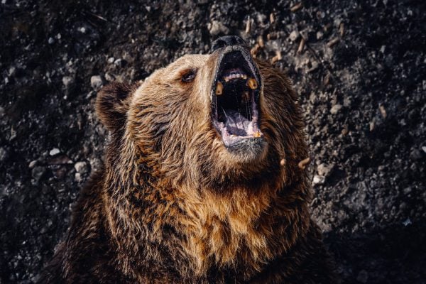 Where America's Most Fierce and Feared Animals Are Found - A-Z Animals