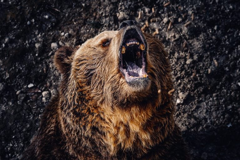 Where America's Most Fierce and Feared Animals Are Found - A-Z Animals