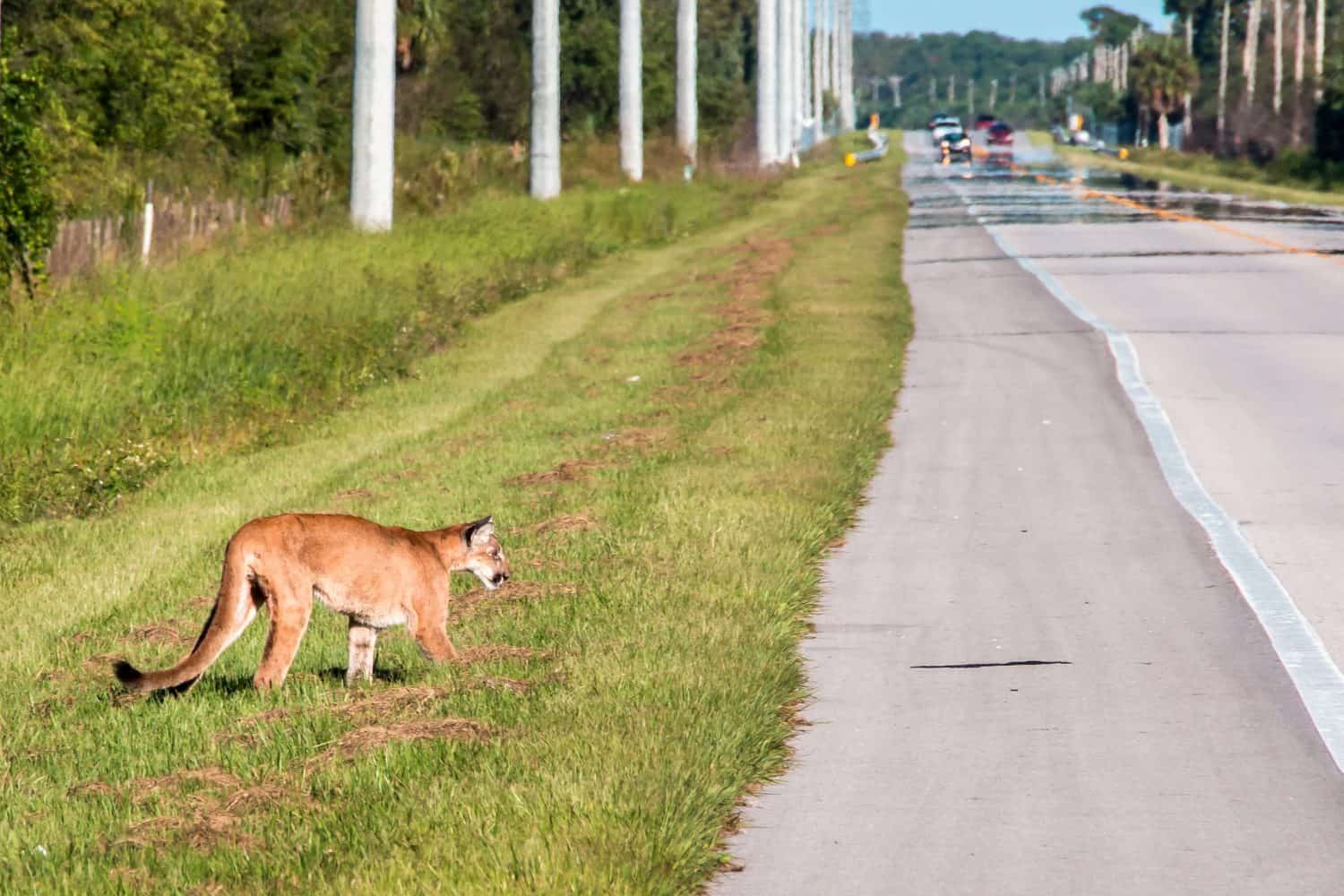 The Walking Ghost: How Florida’s Kids Saved the Panther From Extinction ...