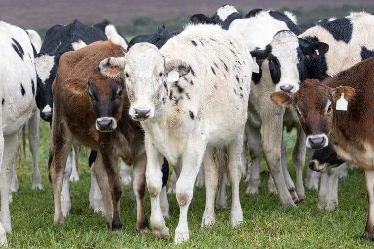 The Pasture BFFs: Why Cows Get Stressed When Separated from Their ...