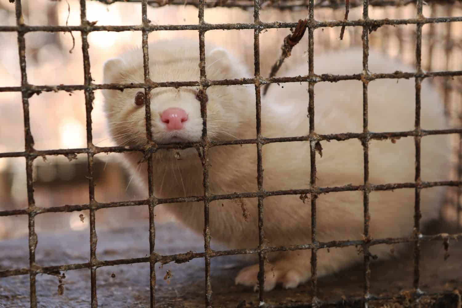 The Biggest Animal Rights Wins of the Past Year - A-Z Animals