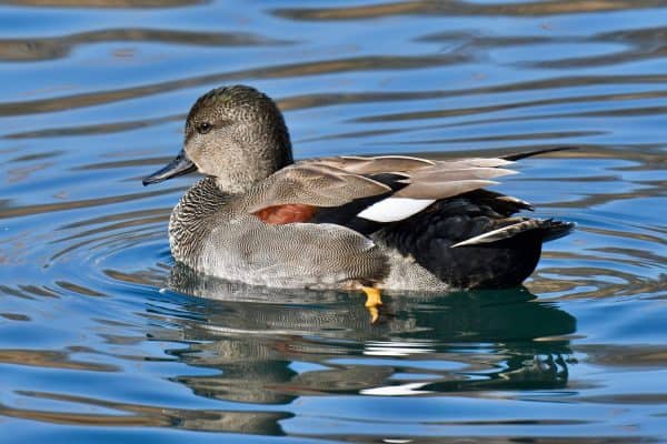 Gadwall Bird Facts - Mareca strepera - A-Z Animals