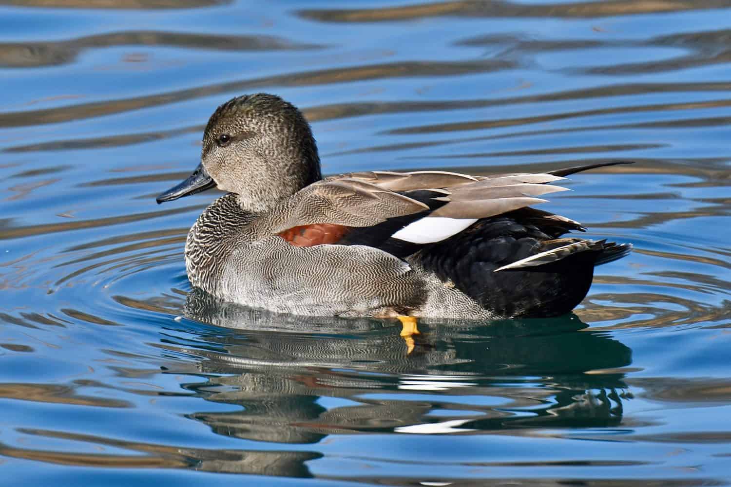 Gadwall Bird Facts - Mareca strepera - A-Z Animals