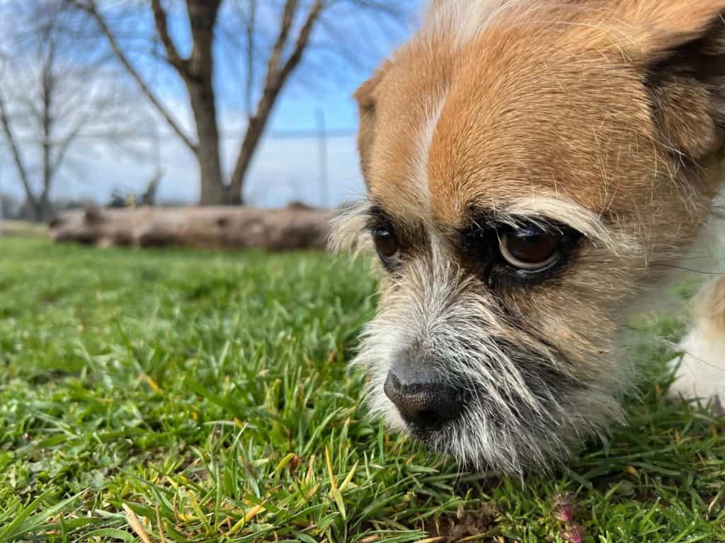 The Pet Parasites Every Owner Should Watch For — and How They Spread ...