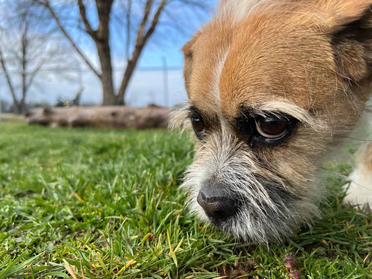 Why You Should Let Your Dog Stop and Sniff on Your Walks - A-Z Animals