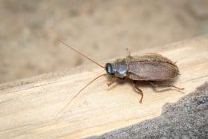 The Protein Power of Cockroach Milk - A-Z Animals