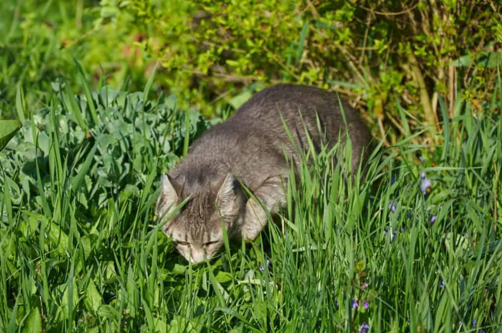 The Pet Parasites Every Owner Should Watch For — and How They Spread ...