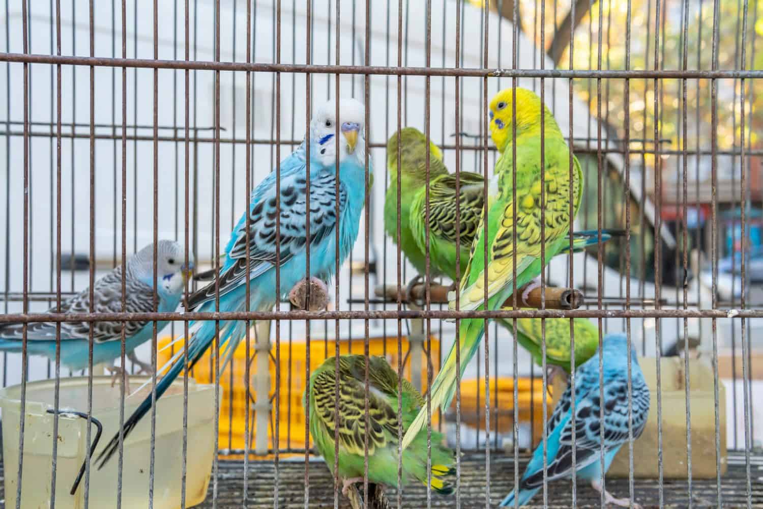 Animal Hoarding: Which Animals Are Most Often Victims - A-Z Animals